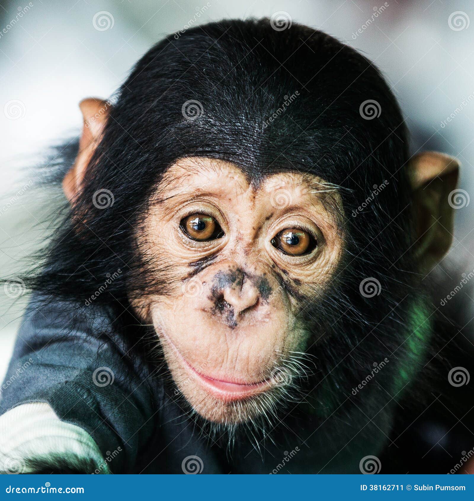 Chimpanzee baby stock image. Image of animals, monkey - 38162711