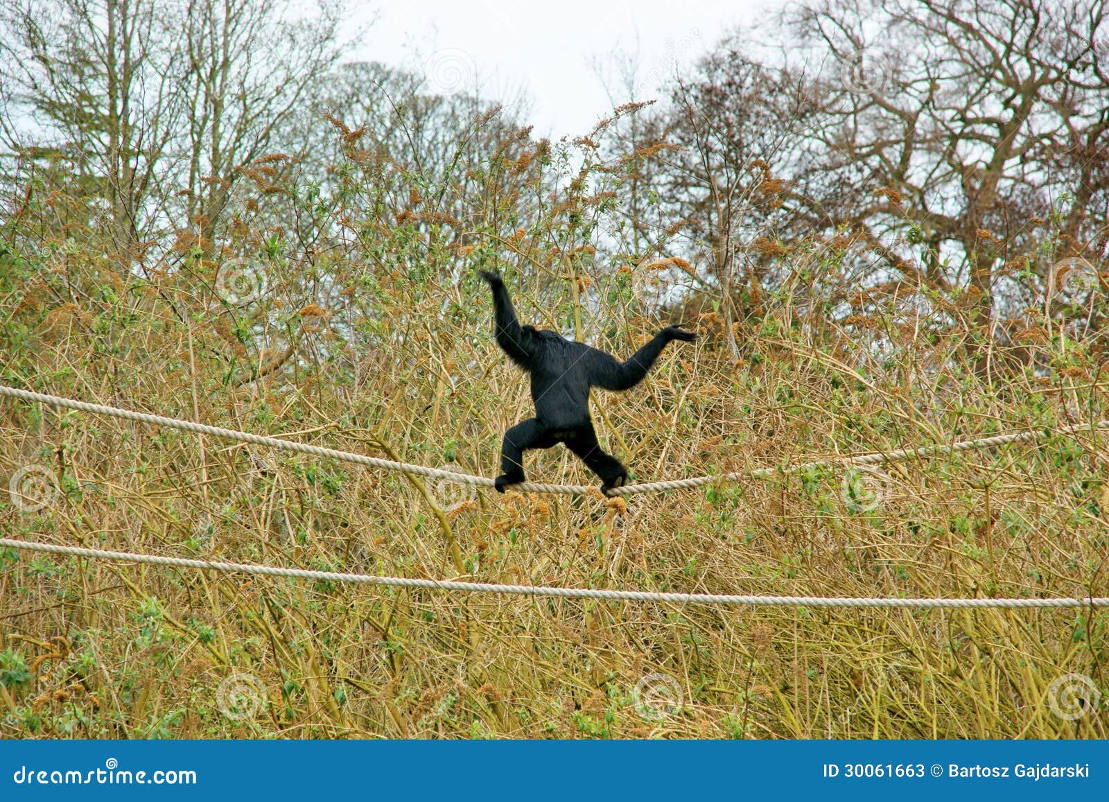 Monkey on the rope. stock image. Image of hairy, strained - 30061663