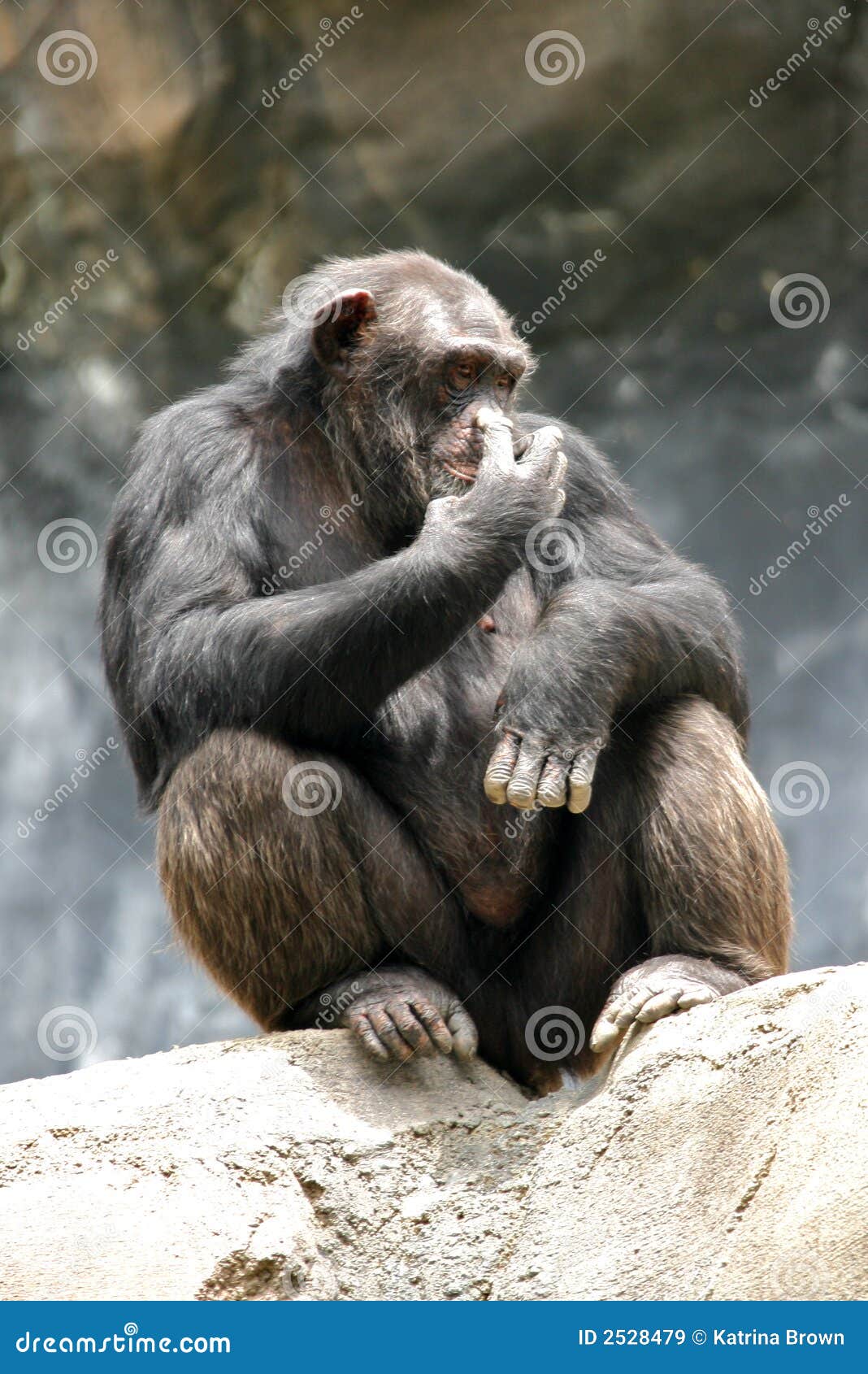 Chimpanzee Being Funny stock image. Image of orange, slender - 2528479