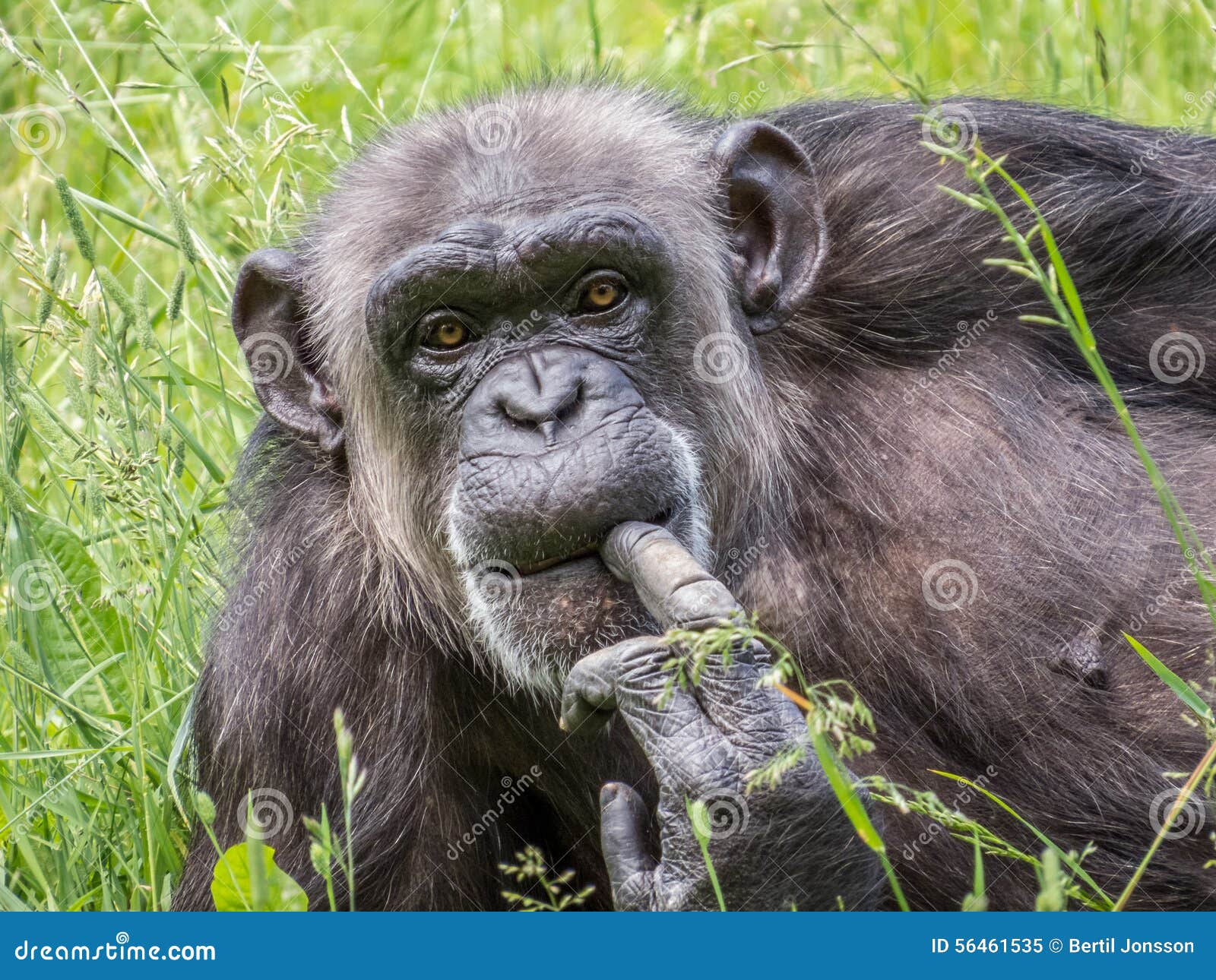 Chimpanzee Linda, Biting the Nails Stock Image - Image of male, laying ...