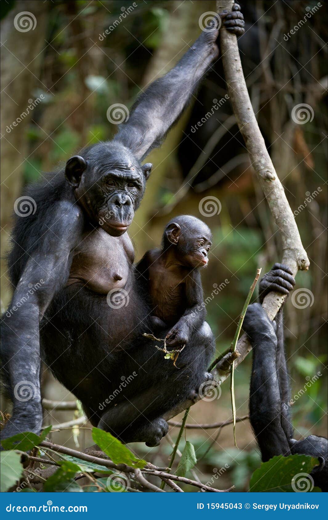 Bonobo Couple Being Intimate Together, Social Human Ape Behavior, Pygmy ...