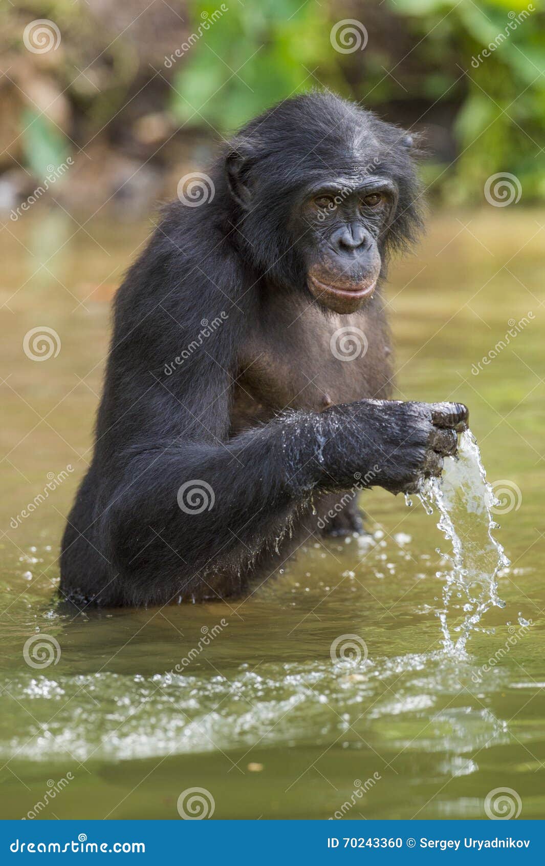 The Chimpanzee Bonobo in the Water. Stock Photo - Image of blisses ...