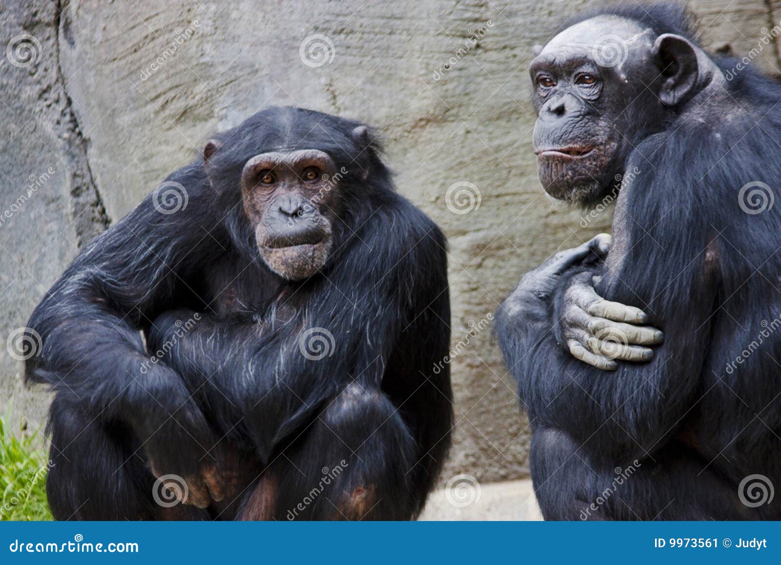 Chimpanzee Buds stock image. Image of omnivore, animals - 9973561