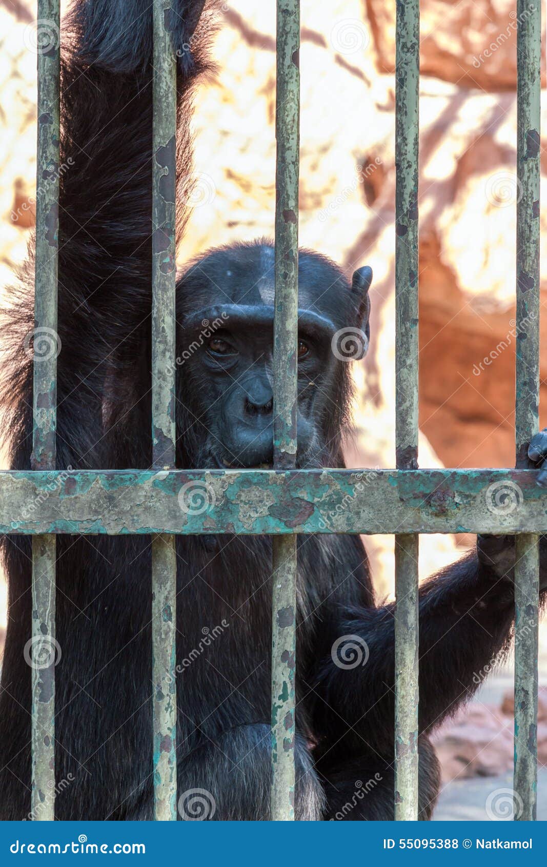 Chimpanzee in a cage stock photo. Image of funny, couching - 55095388