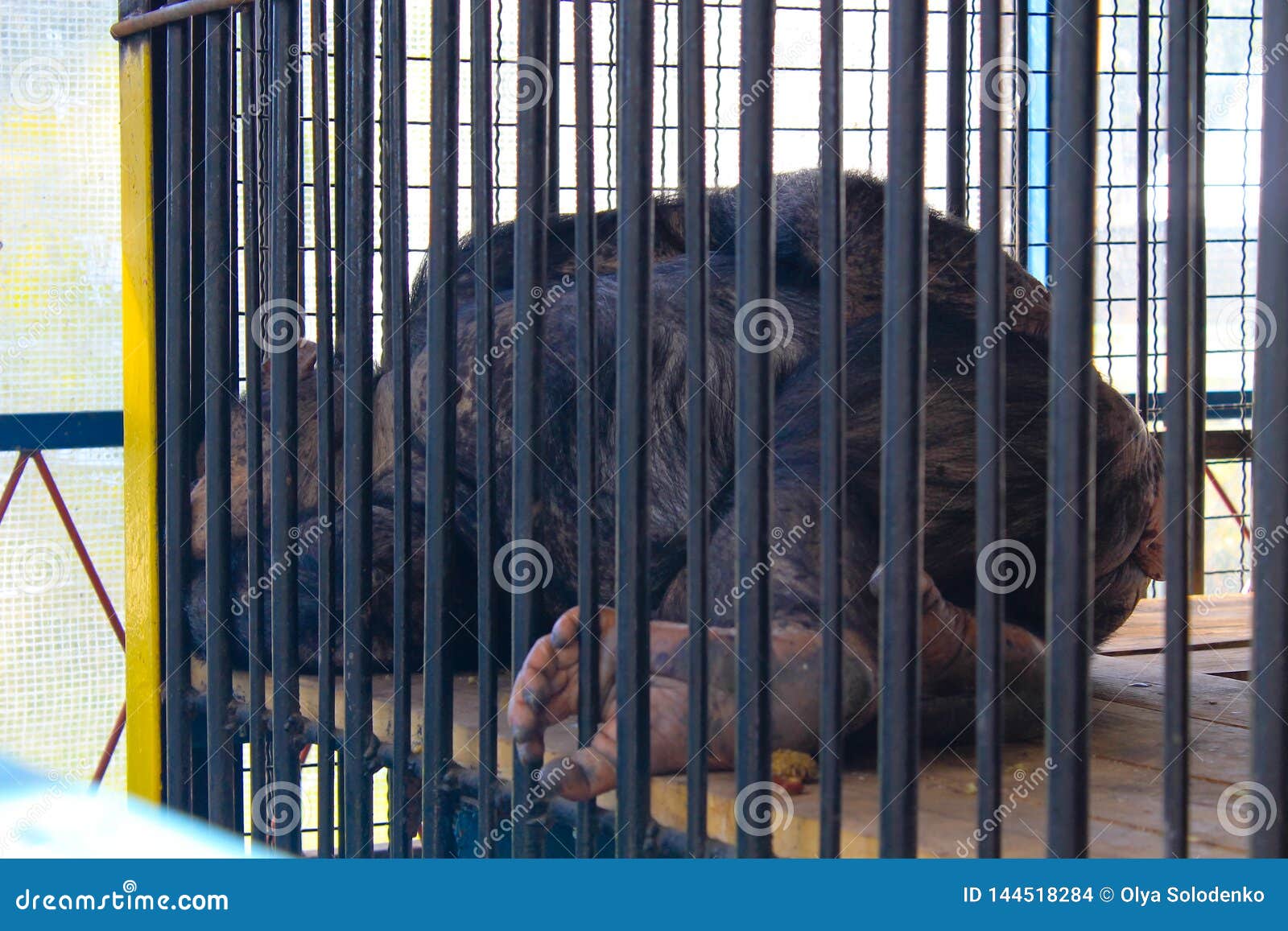 Chimpanzee in cage stock photo. Image of mammal, caged - 144518284