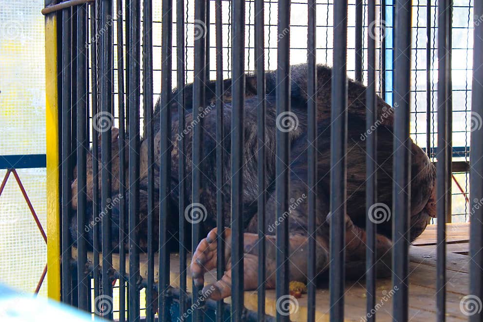 Chimpanzee in cage stock photo. Image of mammal, caged - 144518284