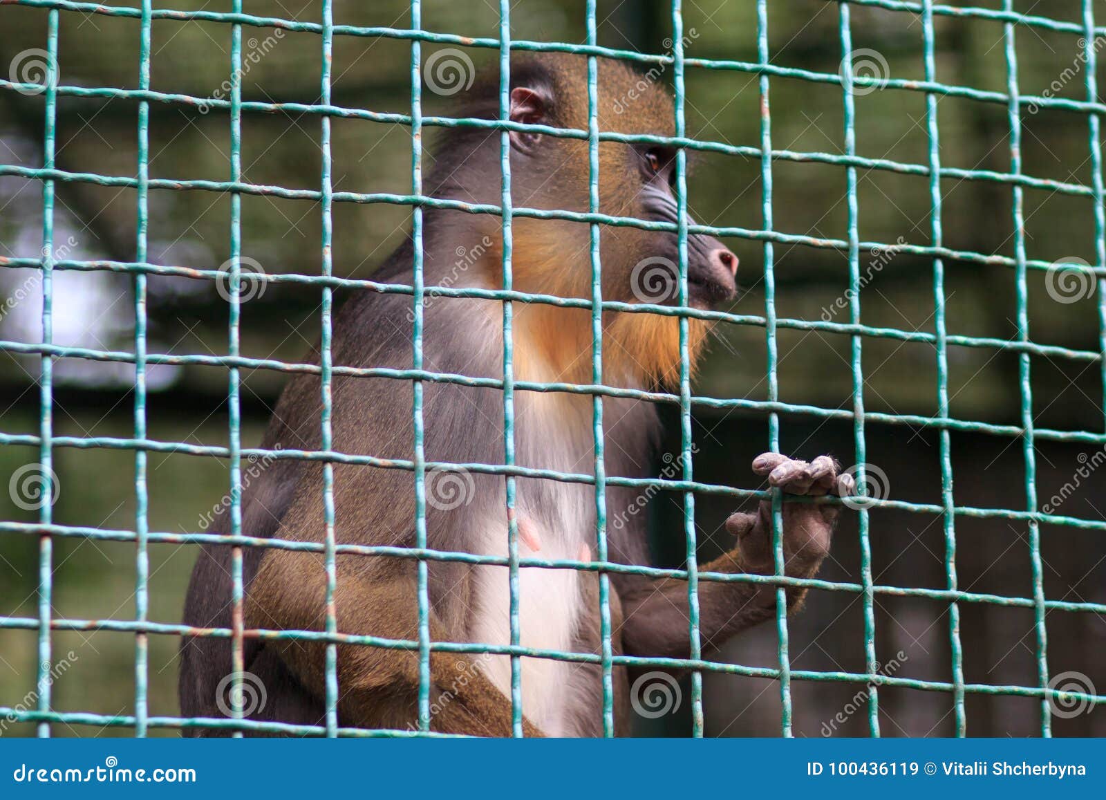 Chimpanzee in the cage . stock image. Image of caged - 100436119