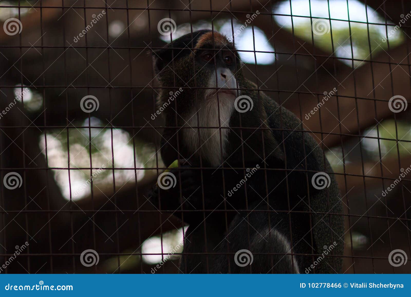 Chimpanzee in the cage . stock photo. Image of nature - 102778466