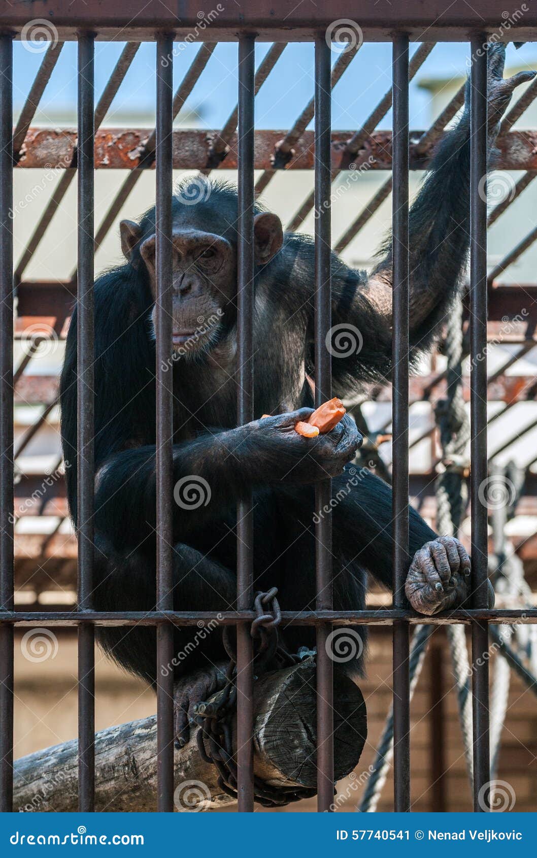 Chimpanzee in the cage stock image. Image of cage, head - 57740541