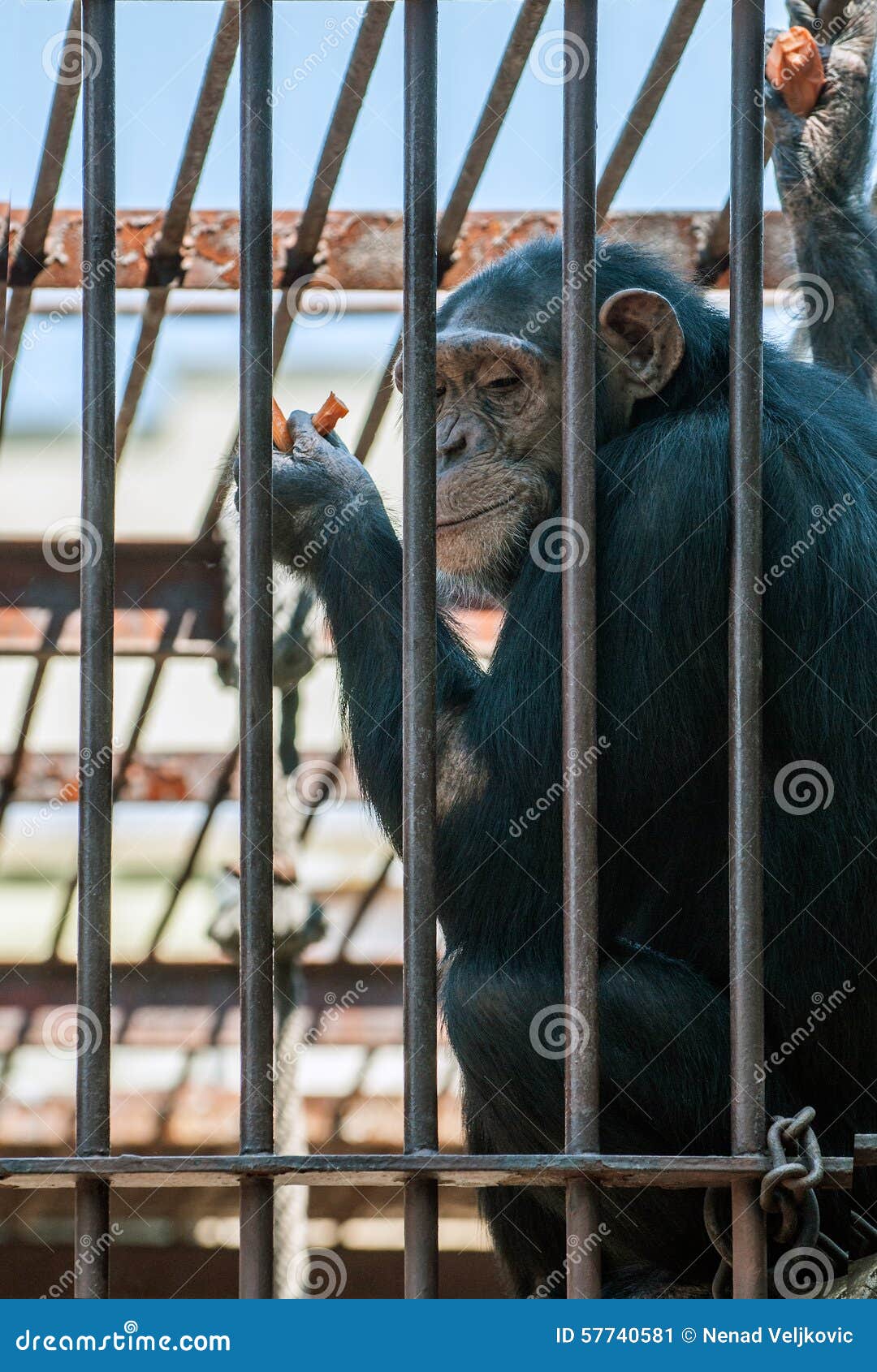Chimpanzee in the cage stock image. Image of sadness - 57740581