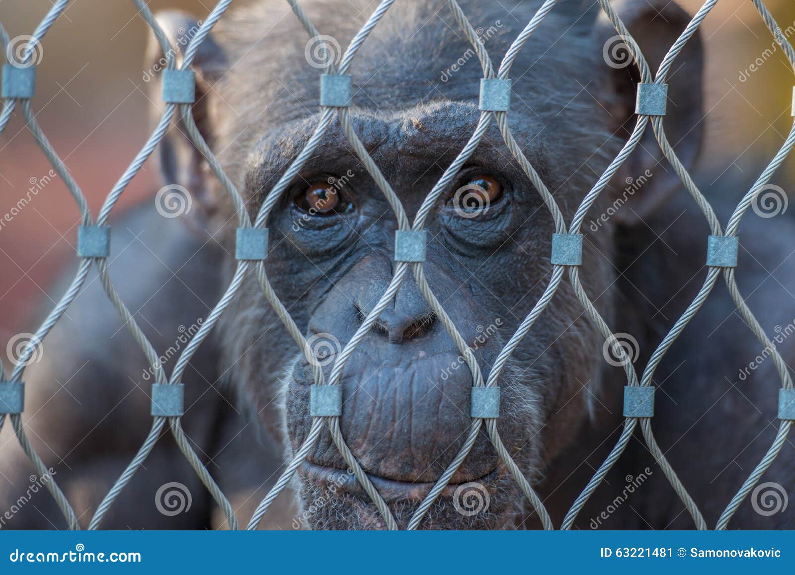 Chimpanzee in a cage stock image. Image of melancholy - 63221481