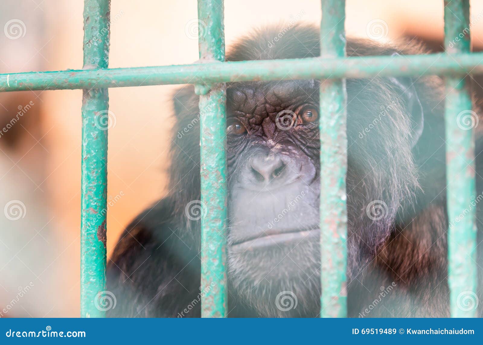 Chimpanzee in cage stock image. Image of chimpanzee, look - 69519489