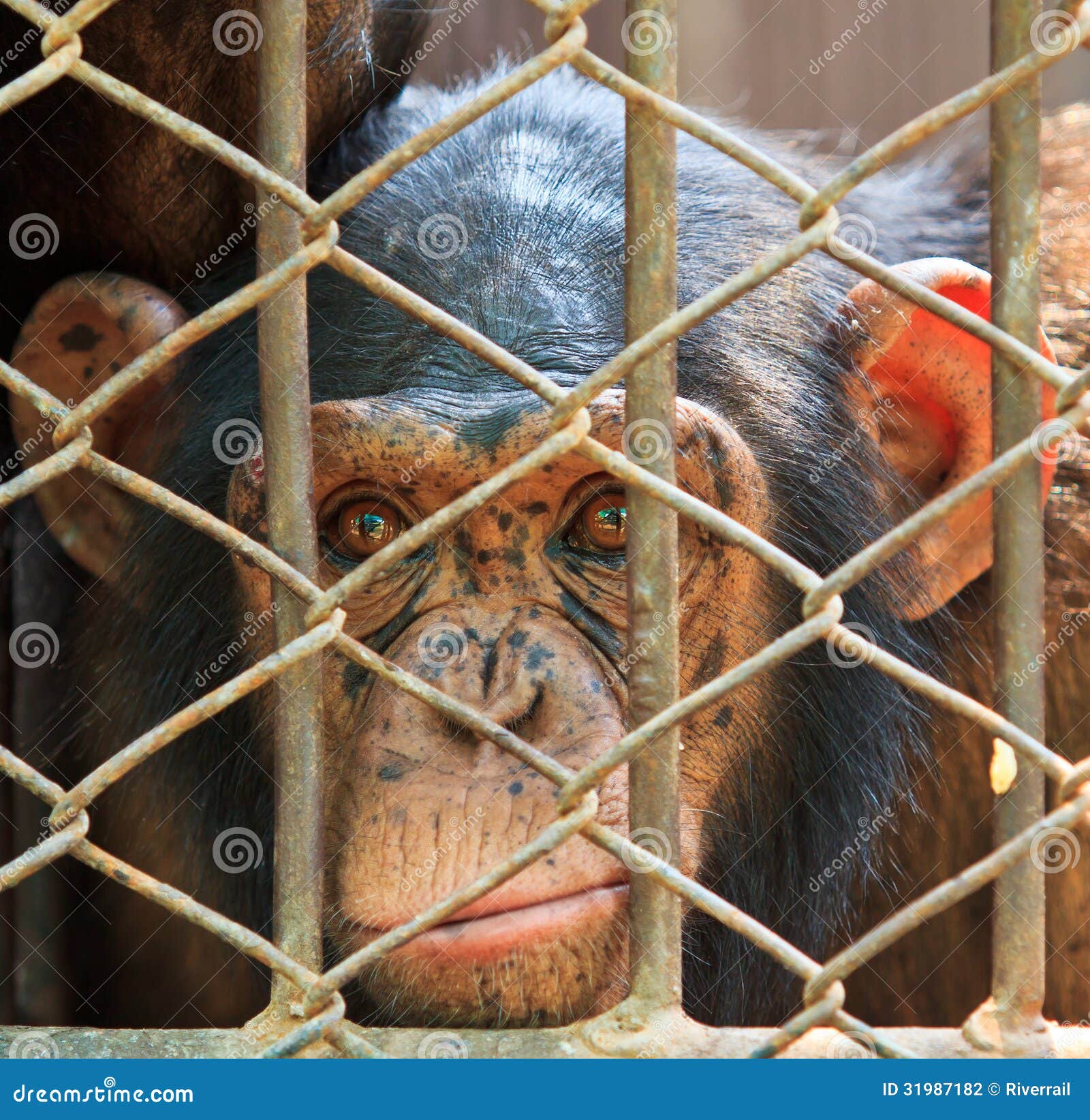 Chimpanzee in the cage stock photo. Image of herbivore - 31987182