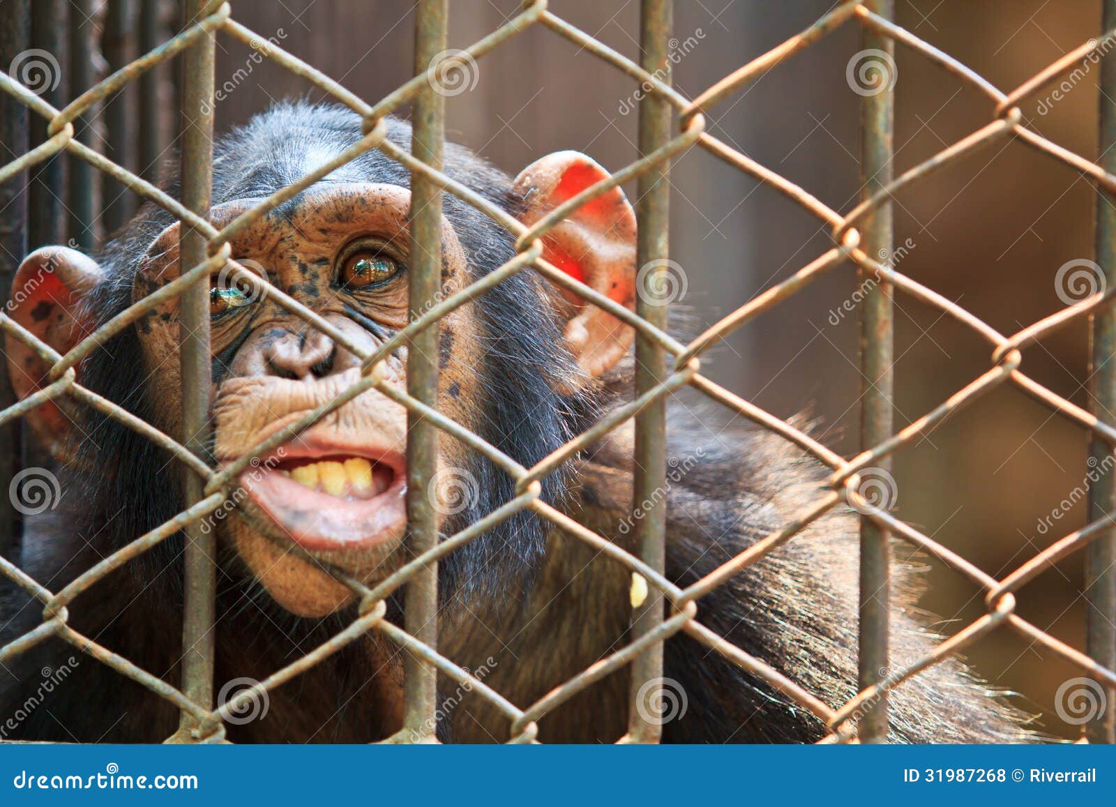 Chimpanzee In The Cage Royalty Free Stock Photos - Image: 31987268