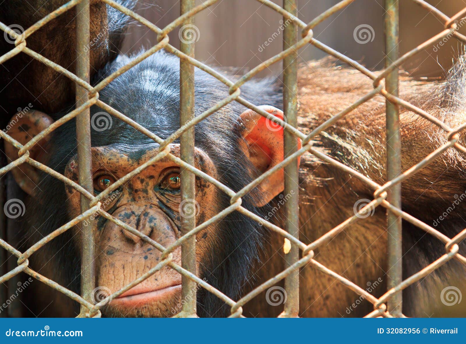 Chimpanzee in the cage stock photo. Image of cage, carnivore - 32082956
