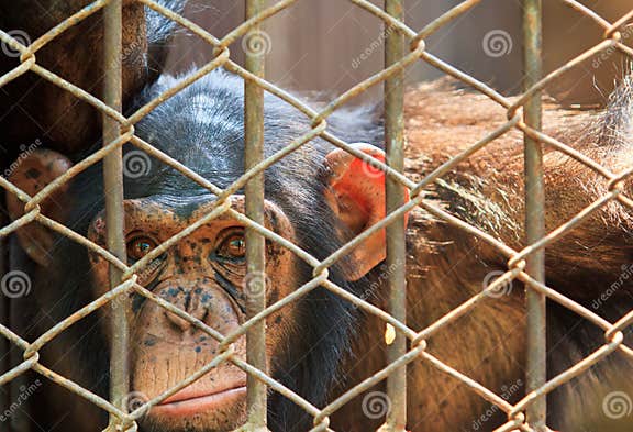 Chimpanzee in the cage stock photo. Image of cage, carnivore - 32082956