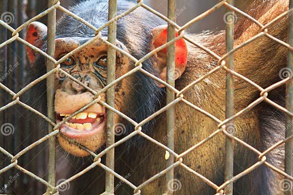 Chimpanzee in the cage stock image. Image of jail, away - 32082975
