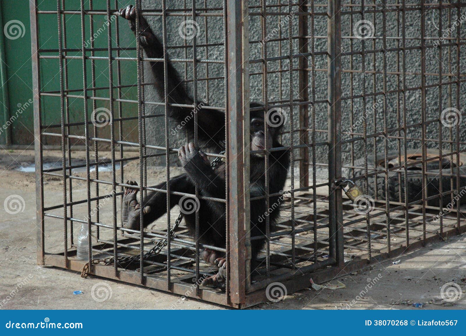Chimpanzee in the cage stock photo. Image of gardening - 38070268