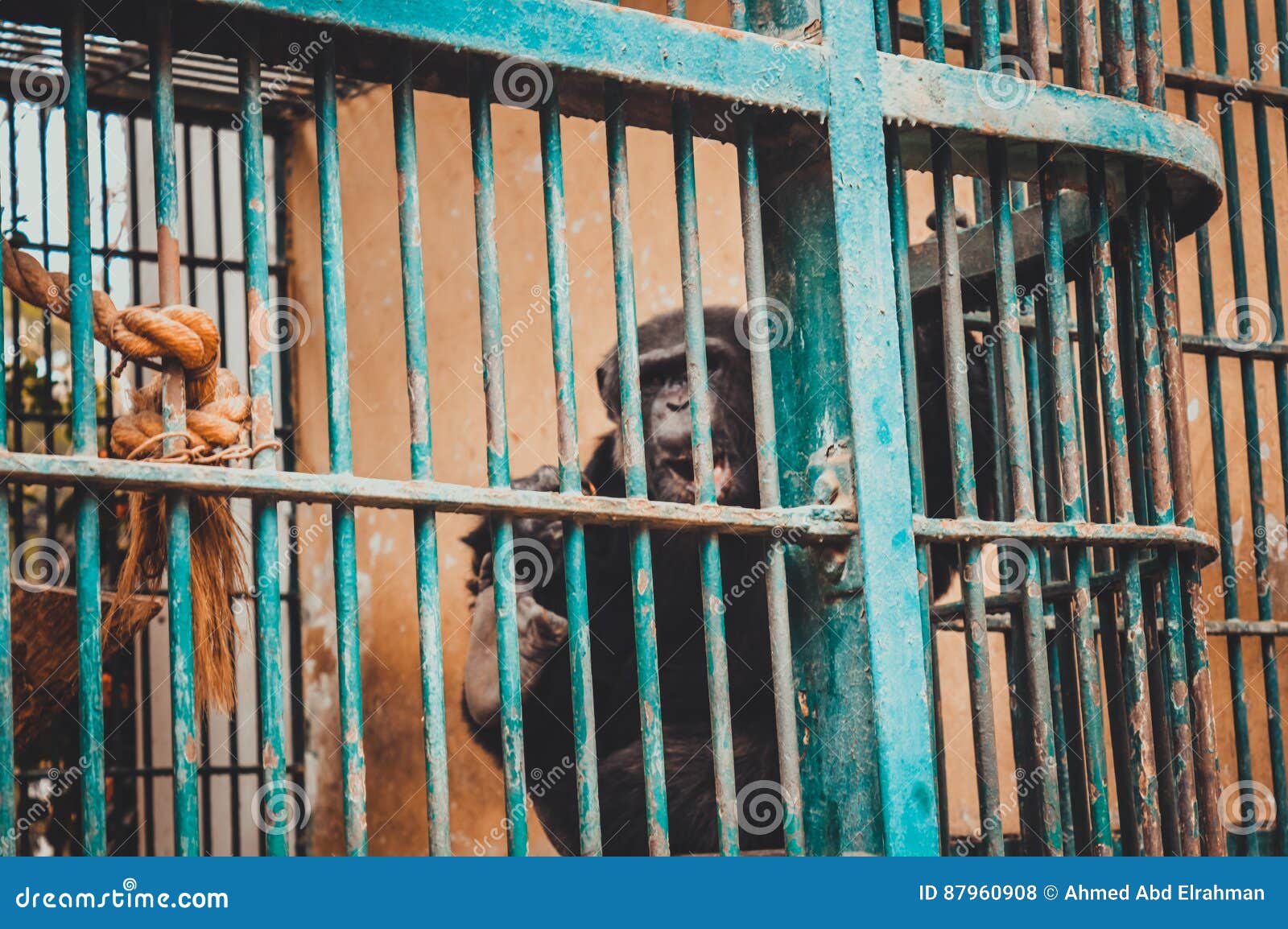 Chimpanzee in cage editorial stock photo. Image of black - 87960908