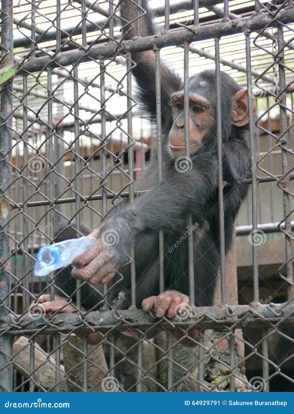Chimpanzee stock image. Image of work, chimpanzee, limb - 64929791