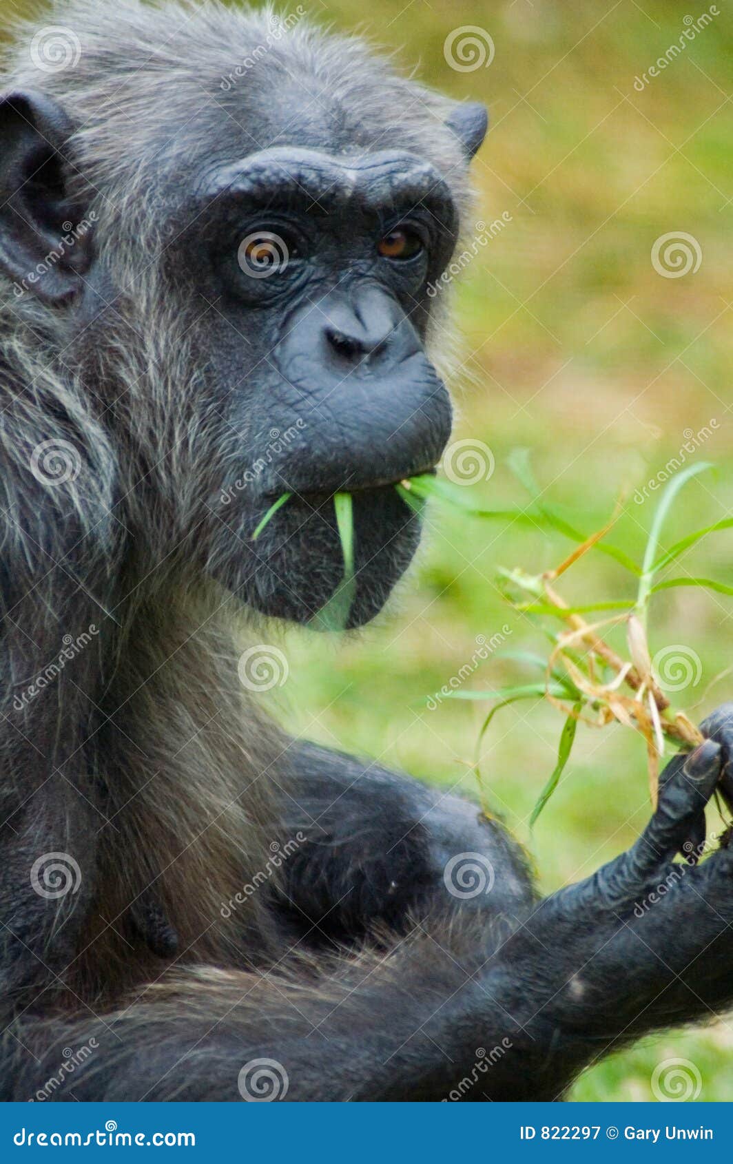 Chimpanzee Candid Shot stock image. Image of primate, stare - 822297