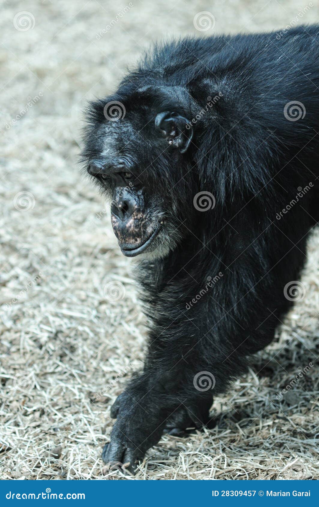 Chimpanzee in captivity stock image. Image of chimp, creature - 28309457