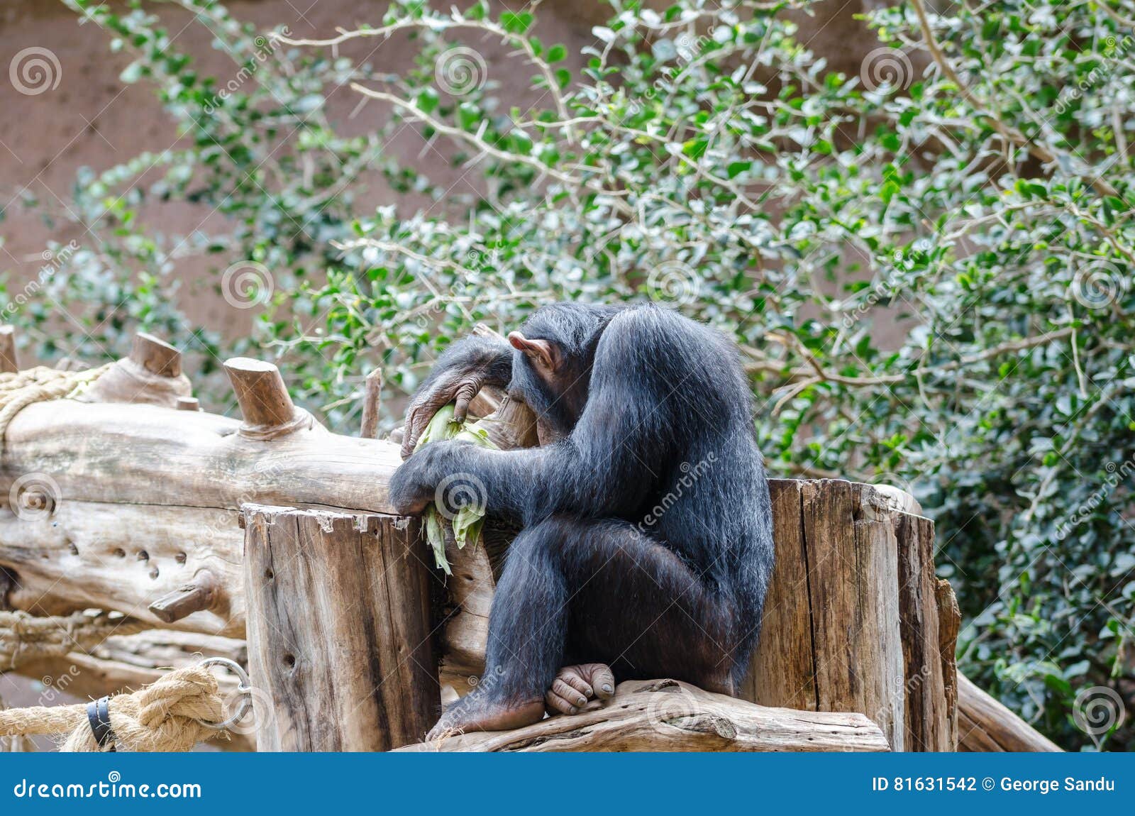 Chimpanzee stock photo. Image of chimpanzee, animal, mammal - 81631542