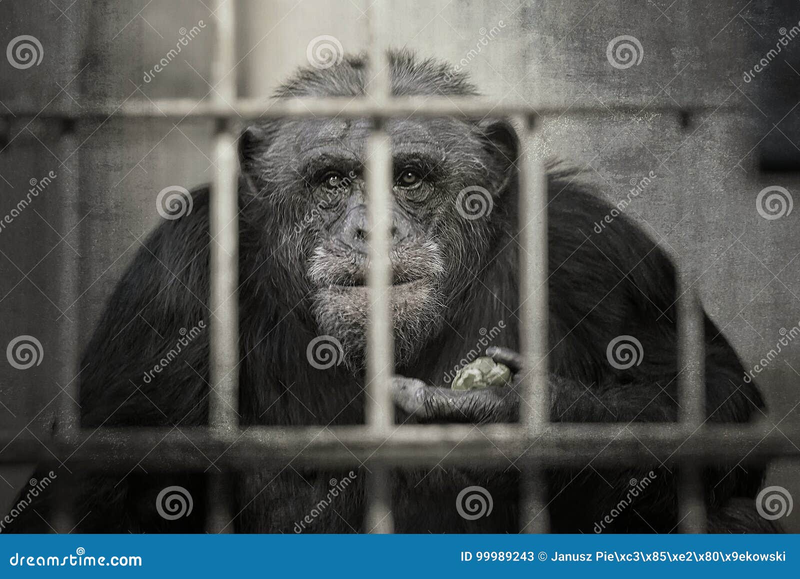 Chimpanzee in a captivity stock image. Image of monkey - 99989243