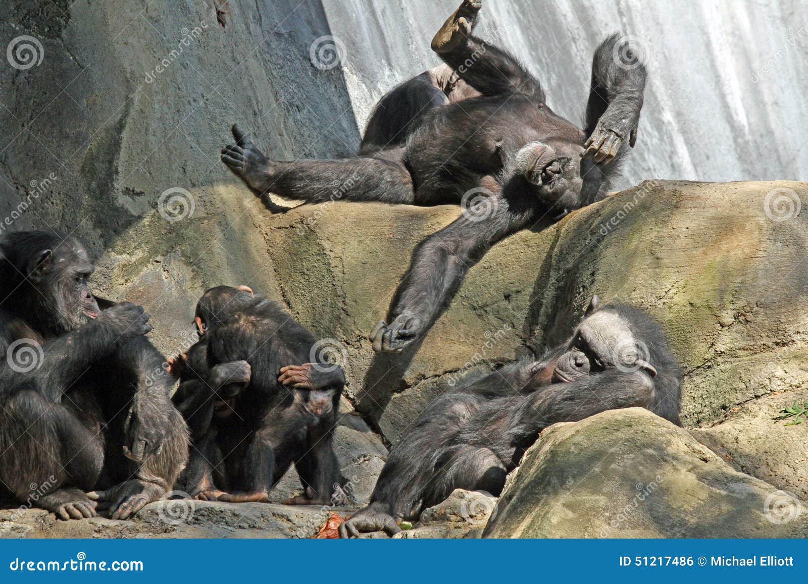 Chimpanzee stock photo. Image of holding, hold, brown - 51217486