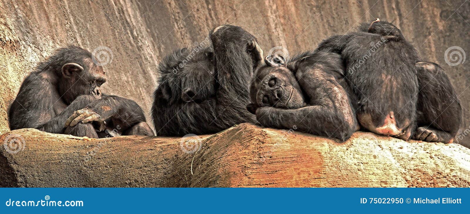 Chimpanzee stock photo. Image of interacting, expression - 75022950