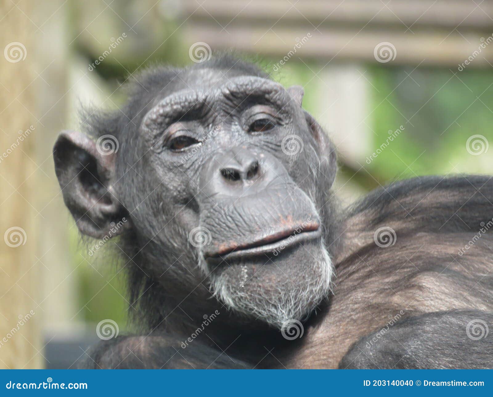 A Chimpanzee or Chimp is Lying on the Back and Relaxing Stock Photo ...