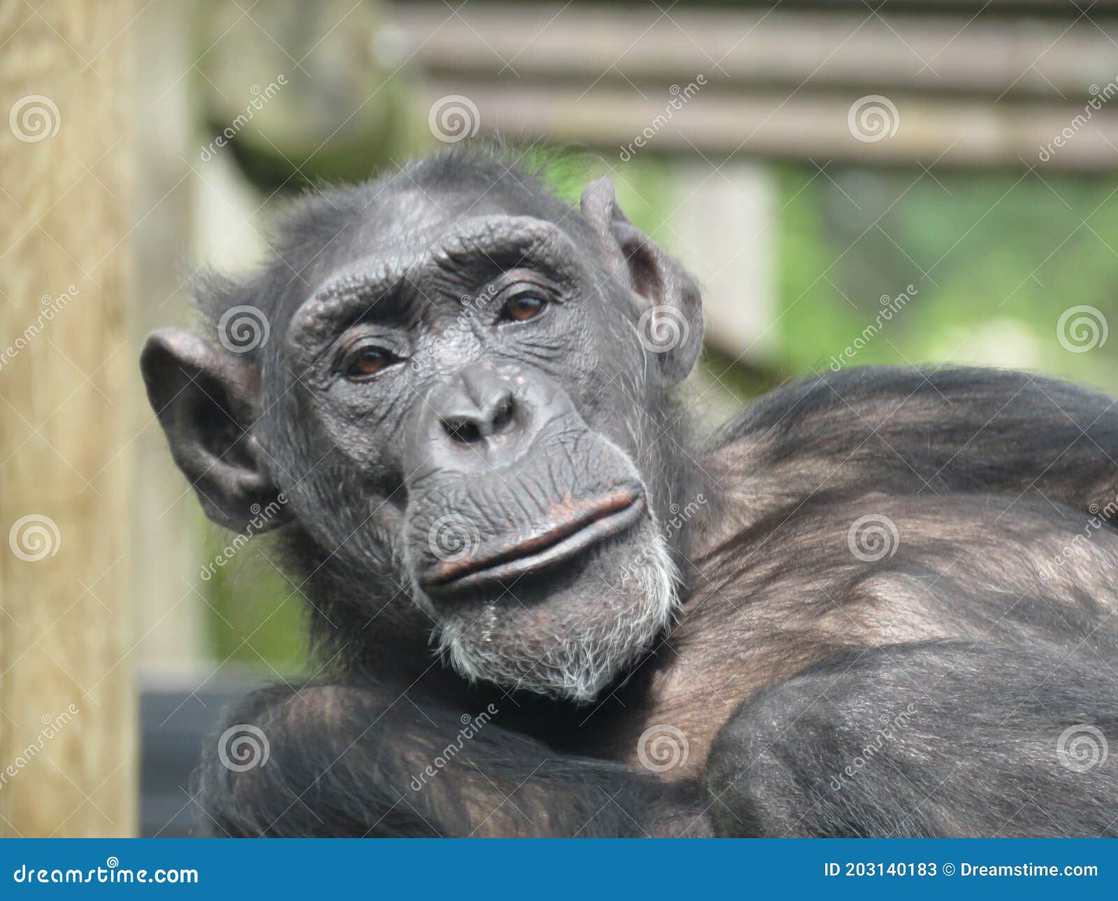 A Chimpanzee or Chimp is Lying on the Back and Relaxing Stock Image ...