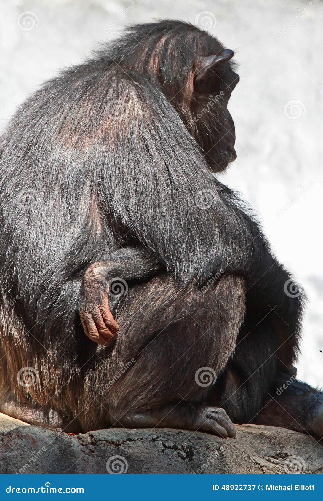 Chimpanzee stock image. Image of laziness, bonding, infant - 48922737