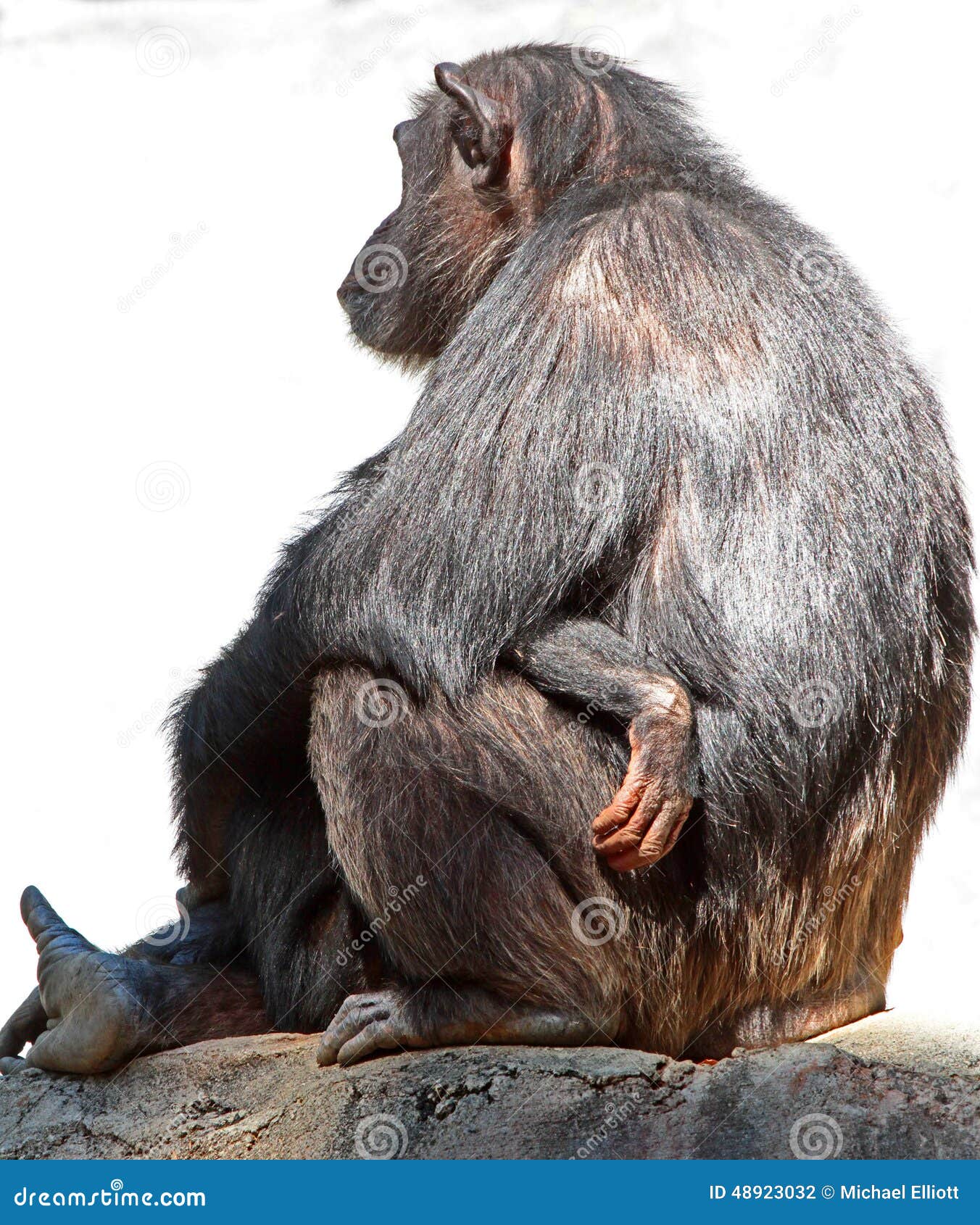 Chimpanzee stock photo. Image of holding, lazy, affection - 48923032