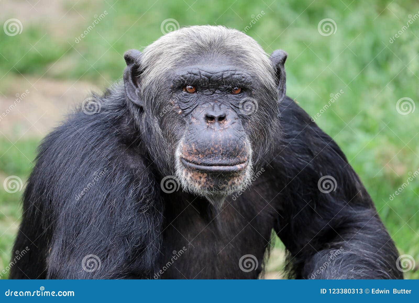 Chimpanzee stock image. Image of face, natural, primate - 123380313