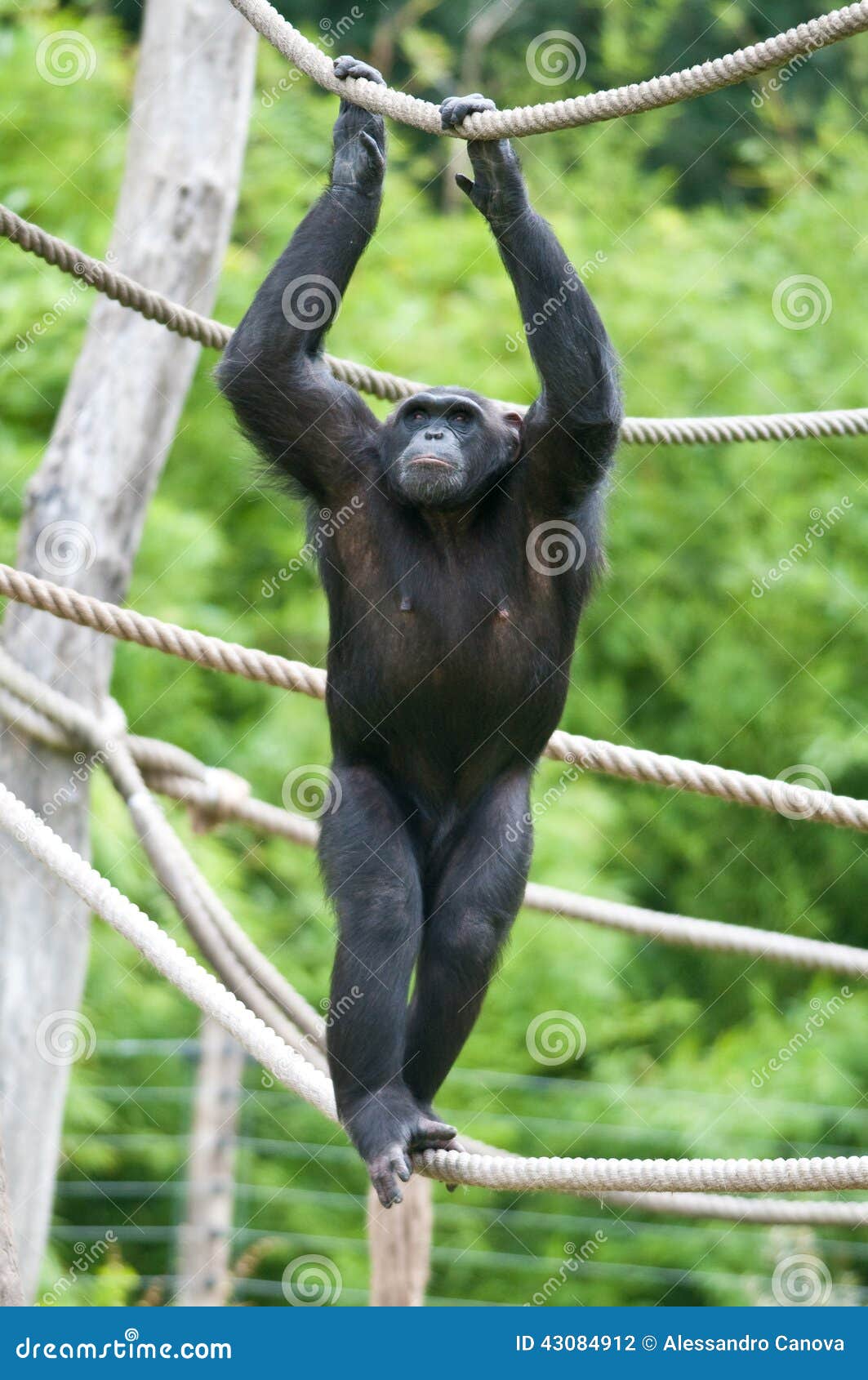 Chimpanzee Climbing on a Rope Stock Photo - Image of mammals ...