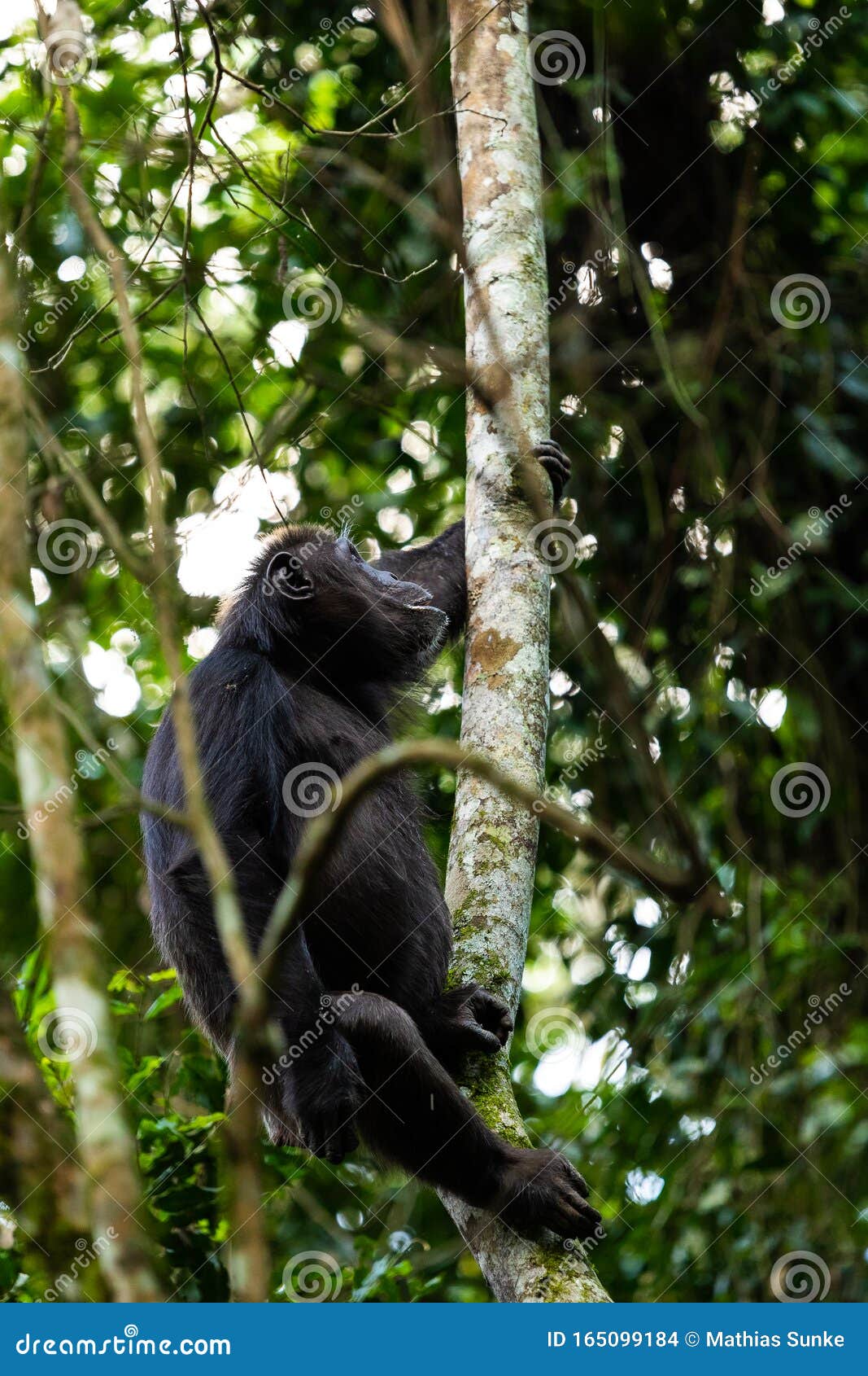 A Chimp is Climbing a Tree in the Kibale Forest Stock Photo - Image of ...