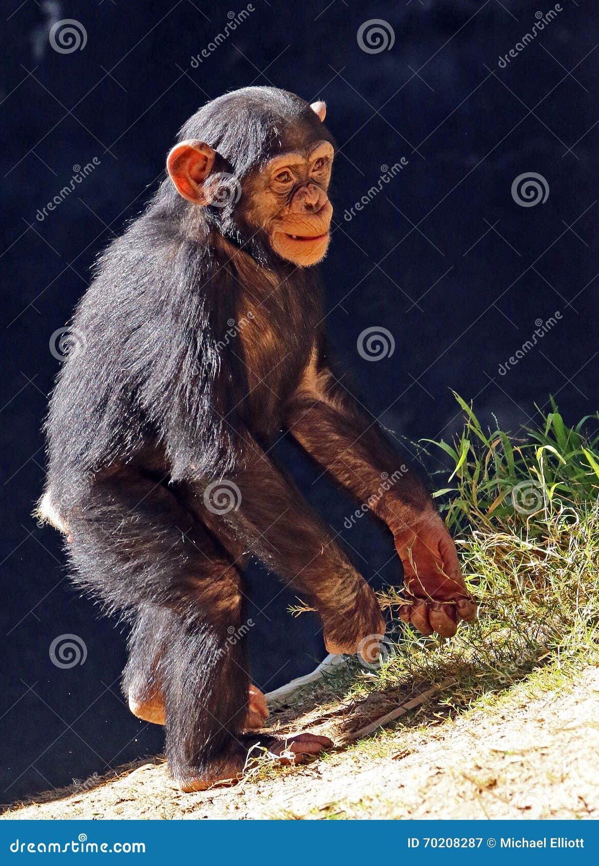 Chimpanzee stock image. Image of hand, animal, cute, back - 70208287