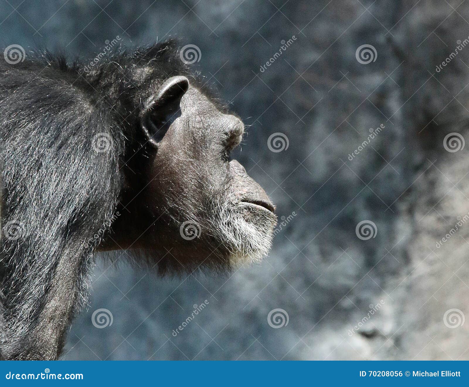 Chimpanzee stock photo. Image of buckskinman, close, folded - 70208056