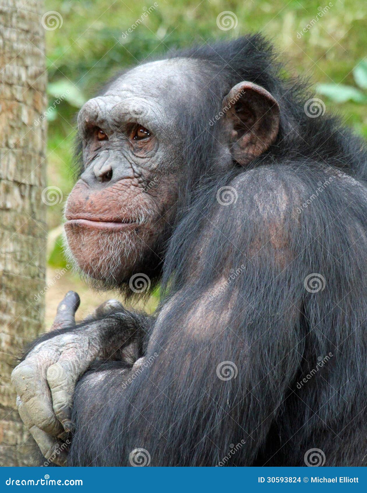 Chimpanzee stock photo. Image of ponder, relaxation, chimpanzee - 30593824
