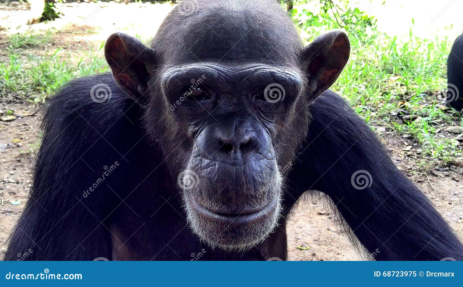 Chimpanzee close-up stock image. Image of chimp, chimpanzee - 68723975