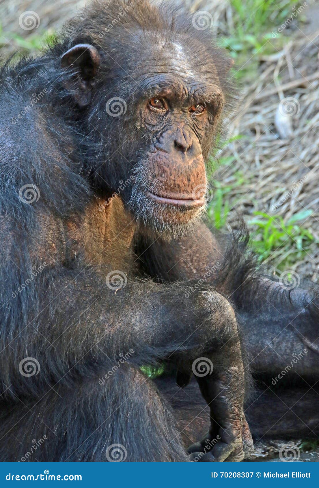 Chimpanzee stock image. Image of expression, hand, chimps - 70208307