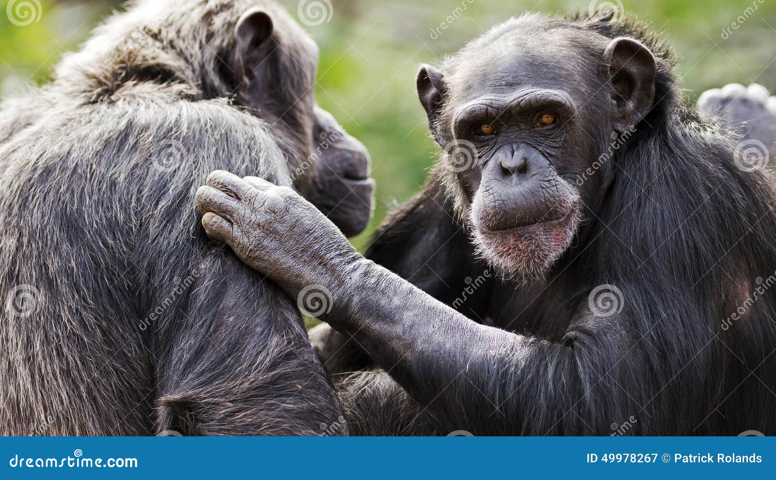 Bonobo Couple Being Intimate Together, Social Human Ape Behavior, Pygmy ...