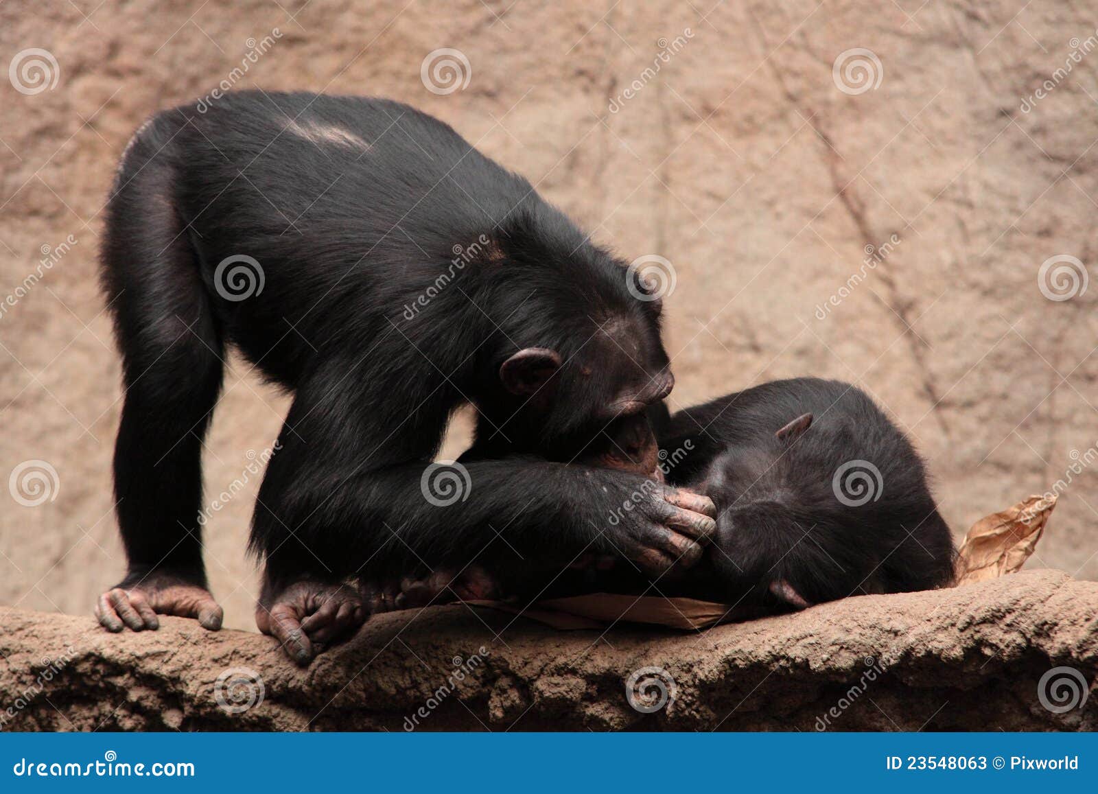 Chimpanzee couple stock image. Image of chimpanzees, lazy - 23548063