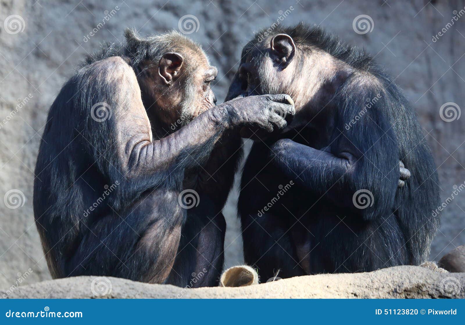 Chimpanzee couple stock photo. Image of eating, chimpanzee - 51123820