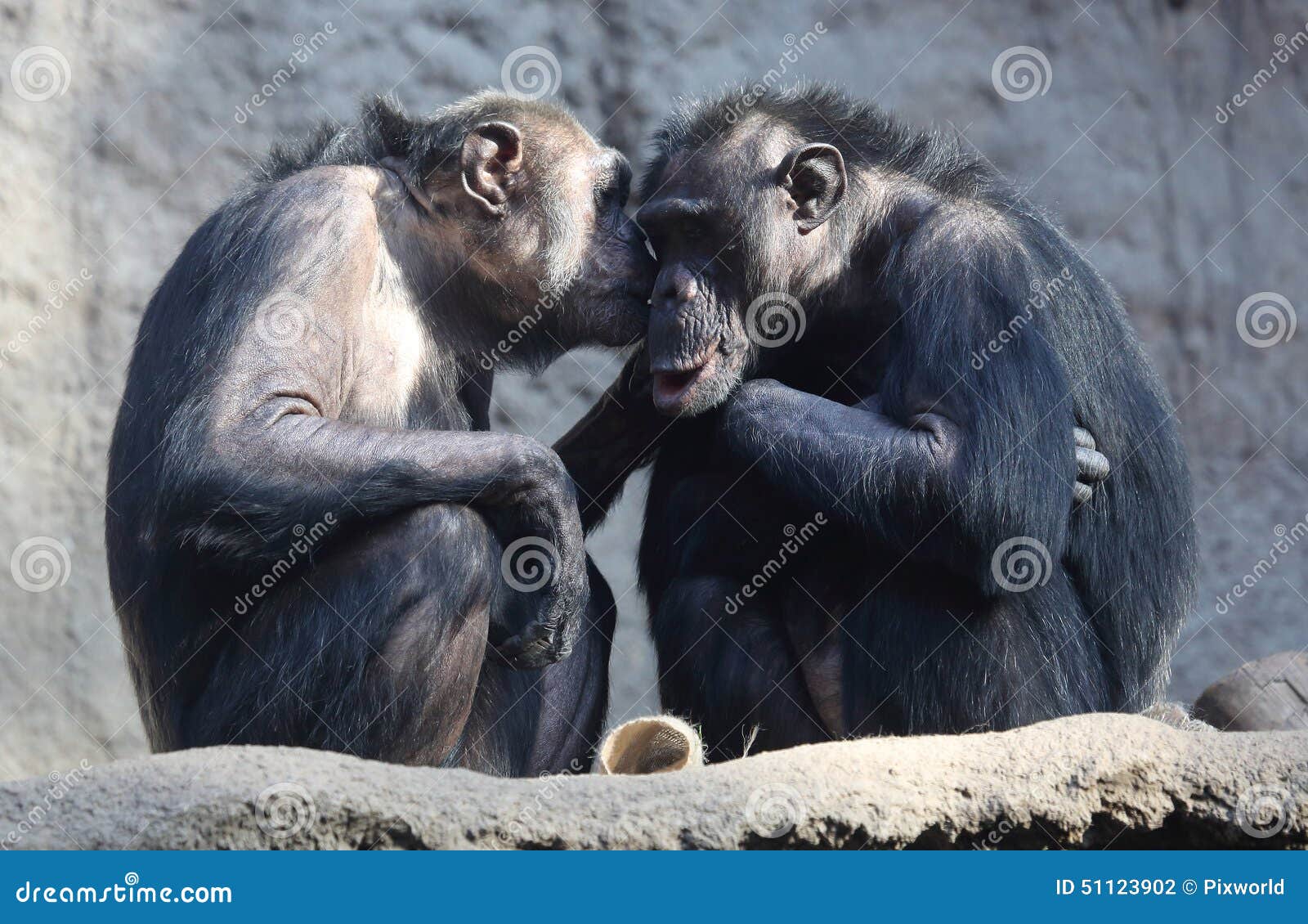 Chimpanzee couple stock photo. Image of climbing, monkey - 51123902