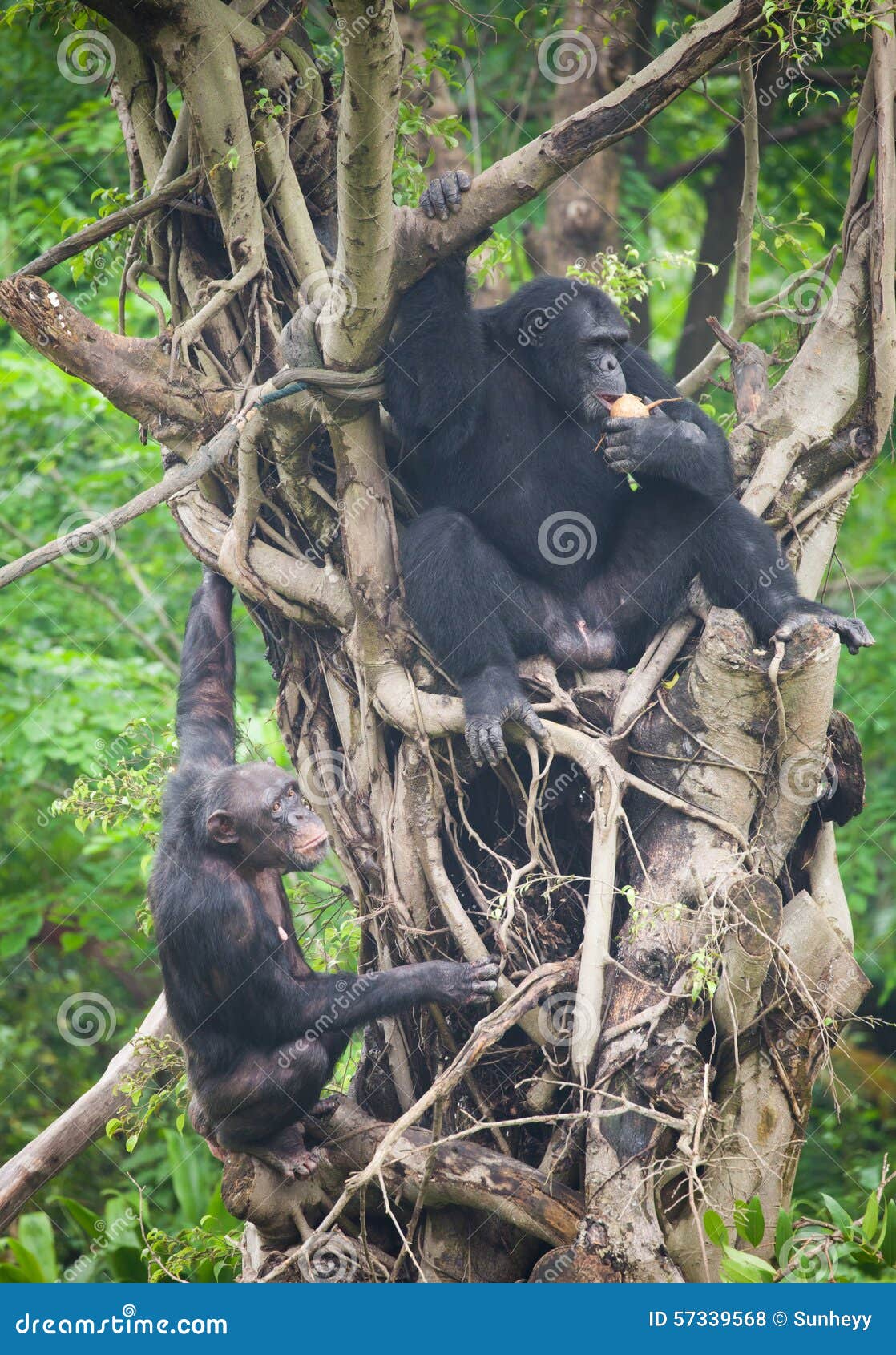 Bonobo Couple Being Intimate Together, Social Human Ape Behavior, Pygmy ...