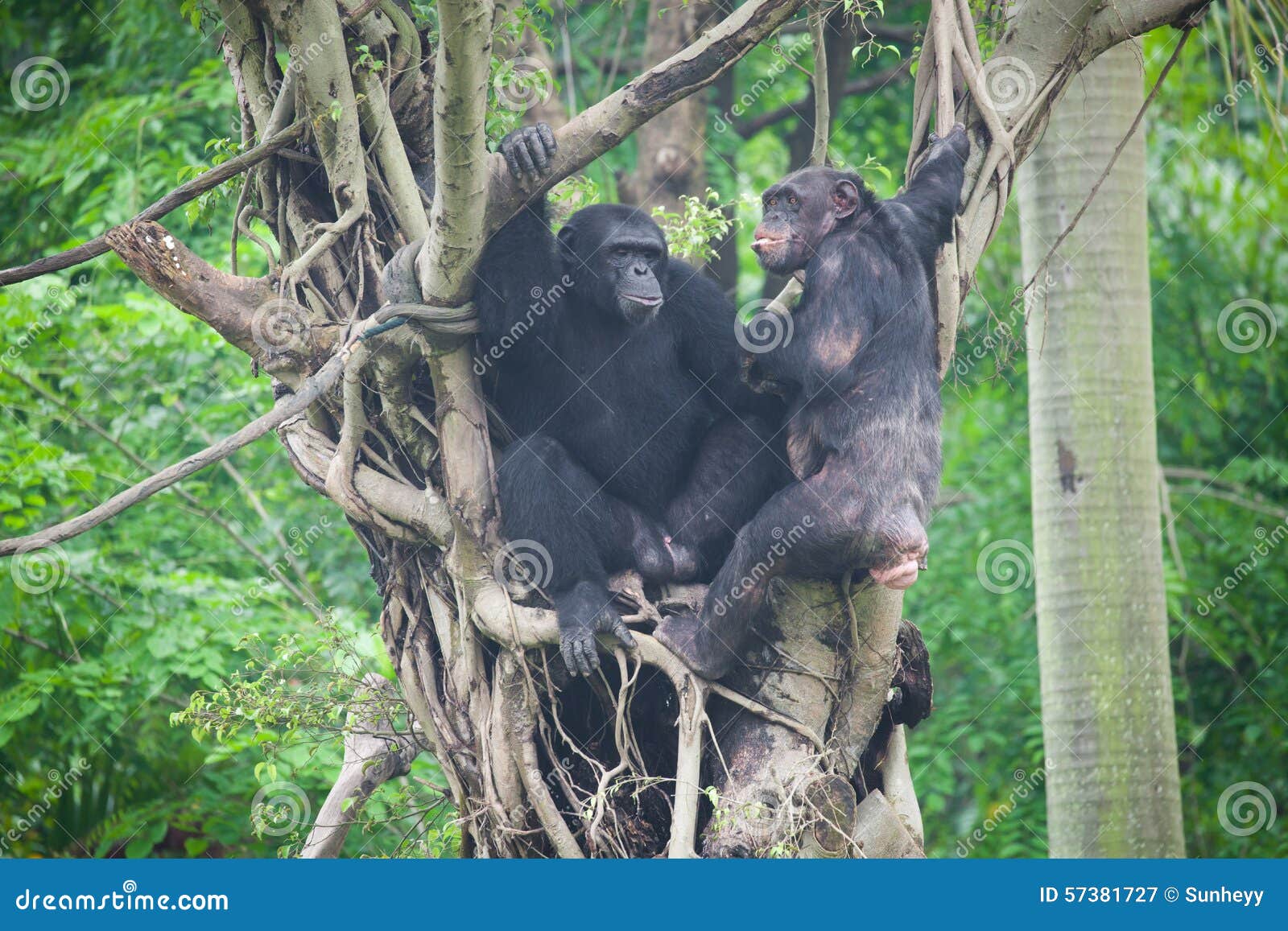 Bonobo Couple Being Intimate Together, Social Human Ape Behavior, Pygmy ...