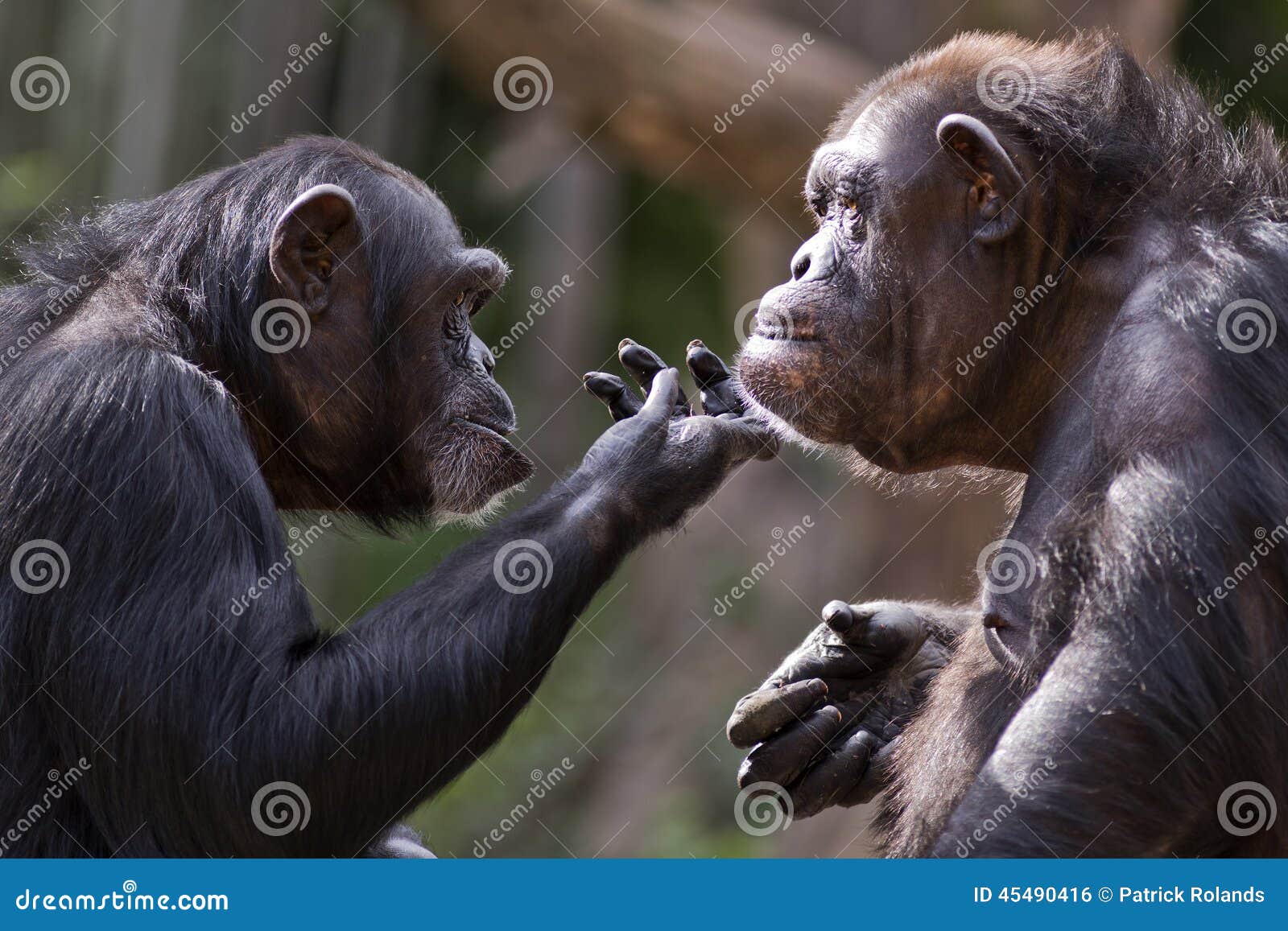 Bonobo Couple Being Intimate Together, Social Human Ape Behavior, Pygmy ...