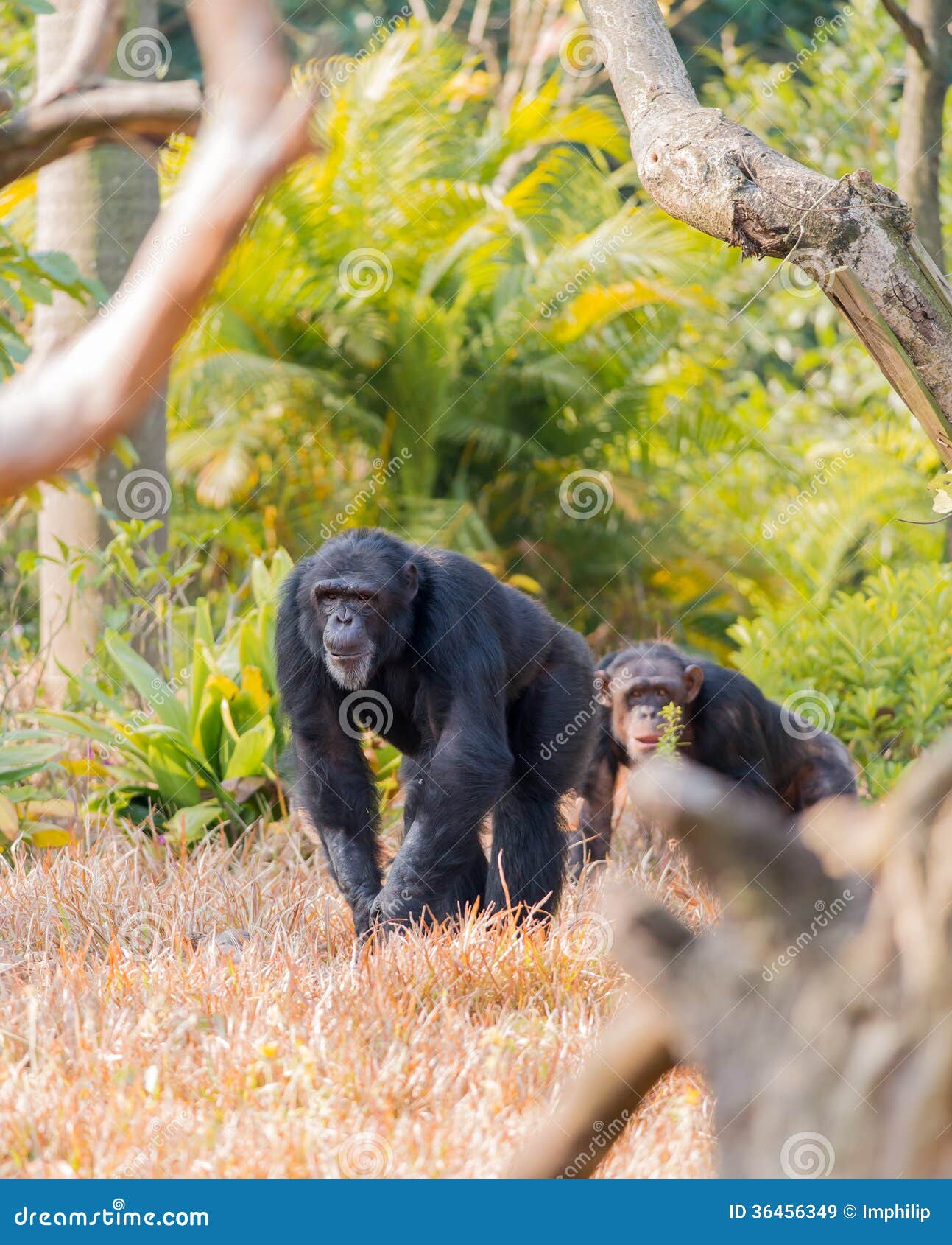 Chimpanzee stock image. Image of africa, endangered, primate - 36456349